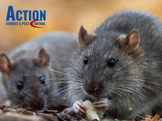 ACTION TERMITE & PEST CONTROL - Updated December 2025 - 28 Photos & 107 ...