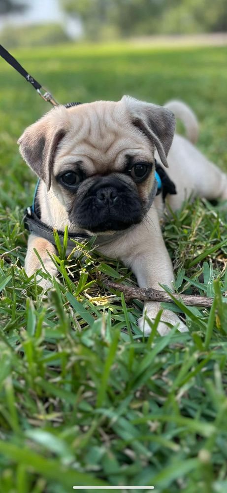 EAST TEXAS PUGS - Updated December 2025 - Request Information - 53 ...