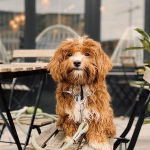 CITY DOGS - 72 Photos & 115 Reviews - 1832 18th St NW, Washington ...