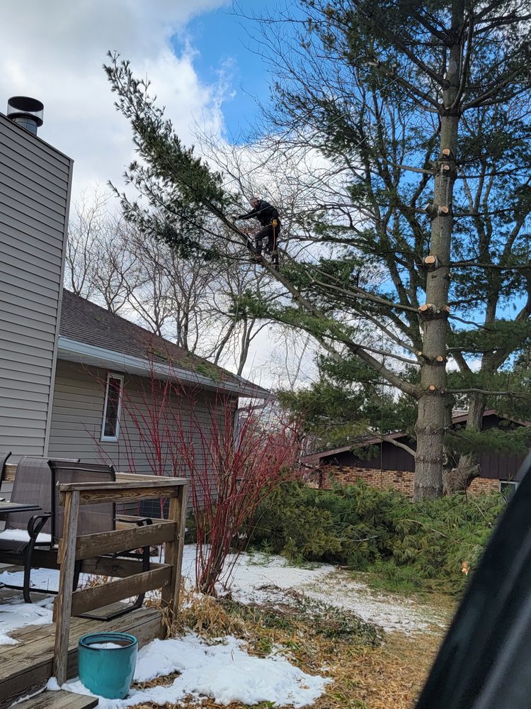 PRO CUT TREE CARE - Updated September 2024 - Freeport, Illinois - Tree ...
