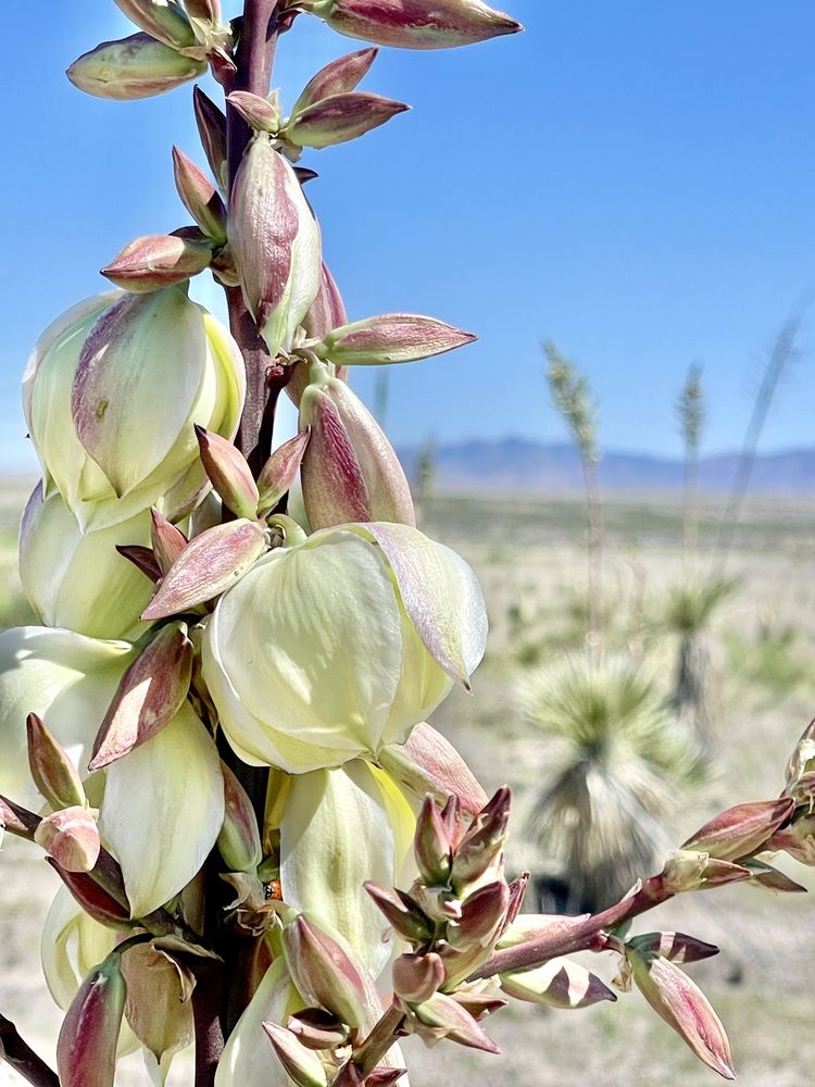 GIANT MARFA MURAL - LITTLE REATA DIVISION - WYATT RANCHES - Updated ...