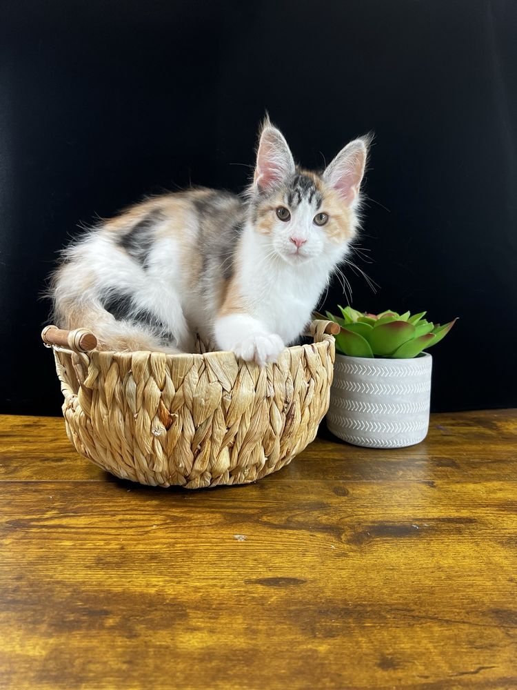 SNOWY MOUNTAIN MAINE COONS - Updated June 2026 - Request Information ...