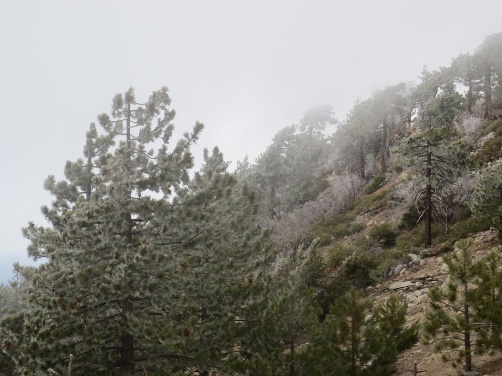 MT. PACIFICO CAMPGROUND - 35 Photos - California Hwy 2, La Cañada ...