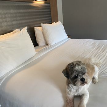 ALOFT SEATTLE SEA-TAC AIRPORT - Updated July 2025 - 185 Photos & 112 ...