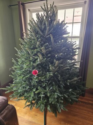 BOYD MOUNTAIN CHRISTMAS TREE FARM - Updated December 2025 - 21 Photos ...