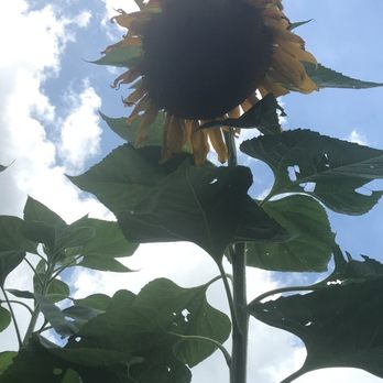 SWEETFIELDS FARM - Updated September 2024 - 331 Photos & 67 Reviews ...