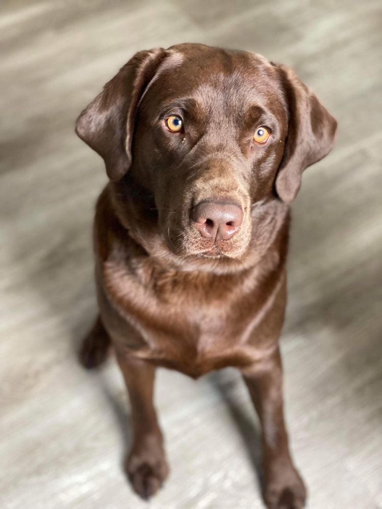 SUNSET HILL LABRADOR RETRIEVERS - Updated August 2025 - 10 Photos ...