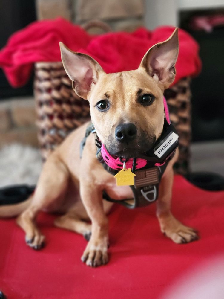 SIT MEANS SIT DOG TRAINING - Updated December 2025 - 15 Photos & 25 ...