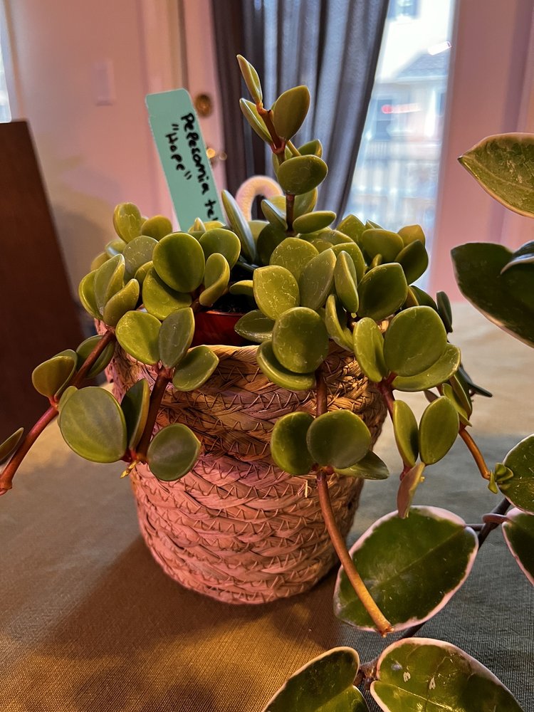 POLY PLANT SHOP - Updated October 2025 - 32 Photos - 1 Grand Ave, San ...