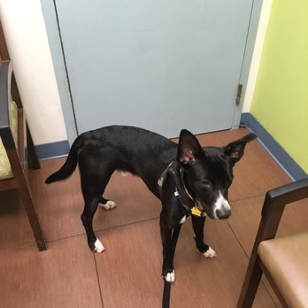 VCA CABRERA ANIMAL HOSPITAL - Updated September 2025 - 89 Photos & 55 ...