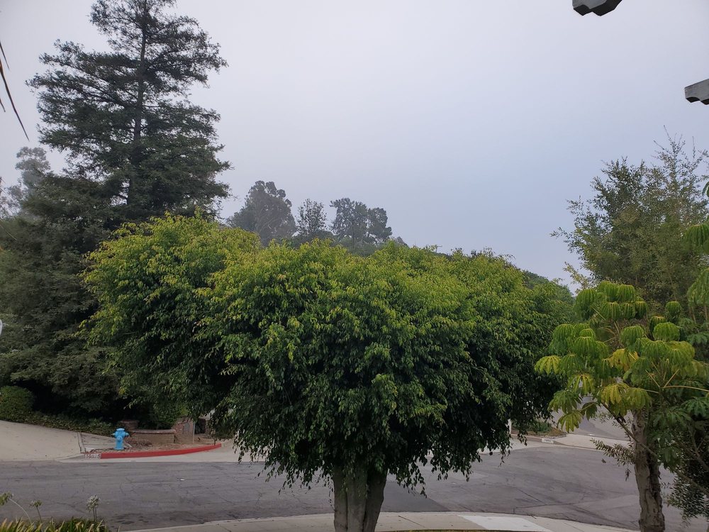 JOHN’S TREE SERVICE - Updated April 2025 - El Cajon, California - Tree ...