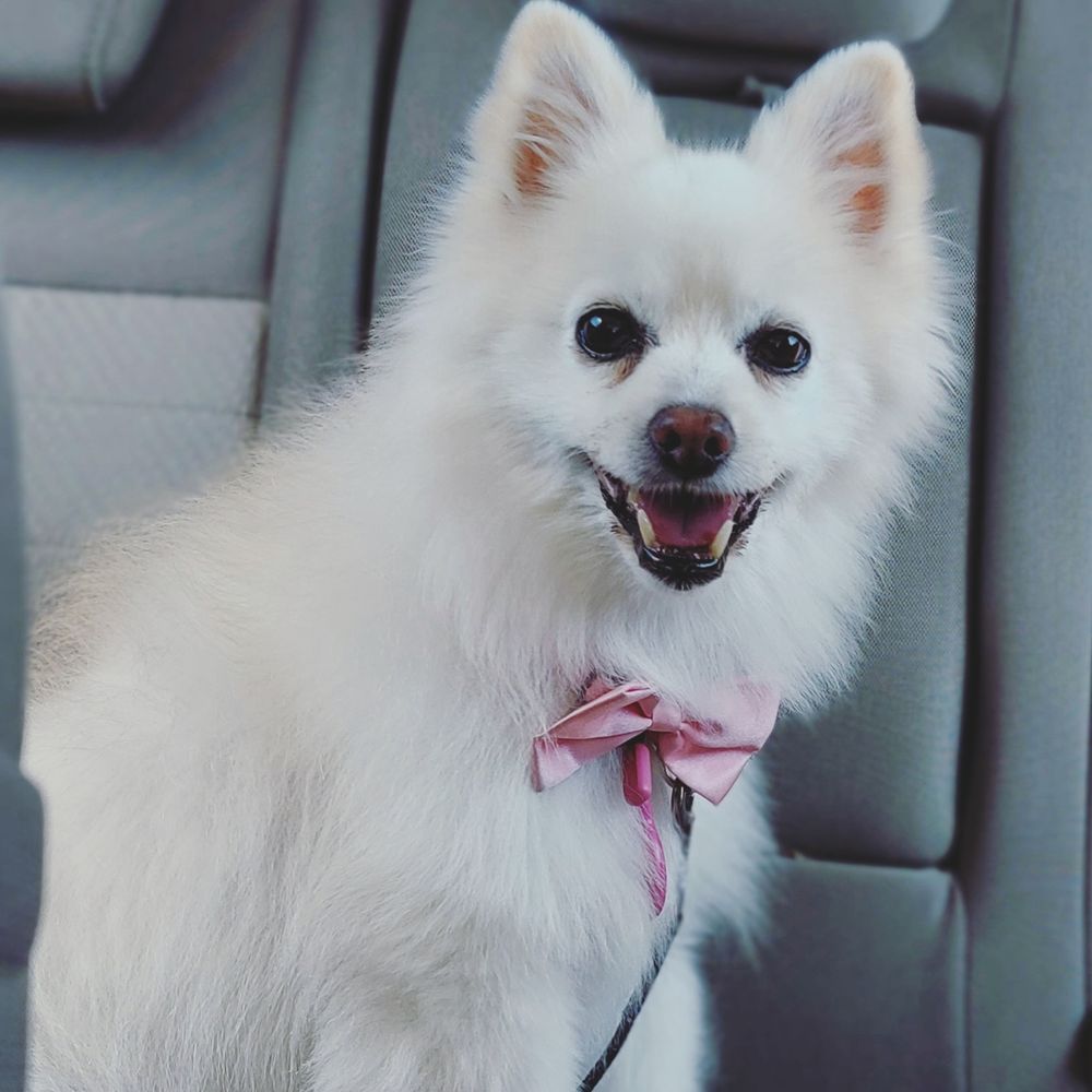 SAFE HANDS RELOCATION - Updated May 2025 - 132 W International Speedway Blvd, Daytona Beach ...