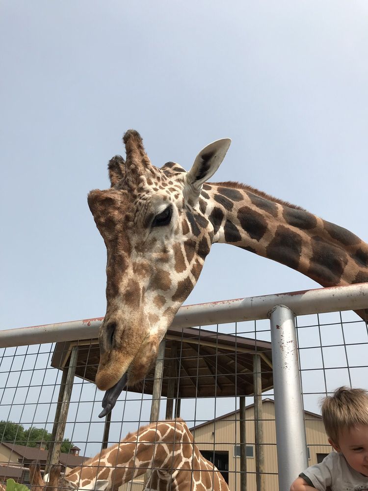 BOULDER RIDGE WILD ANIMAL PARK - 119 Photos & 32 Reviews - Zoos - 8313 ...