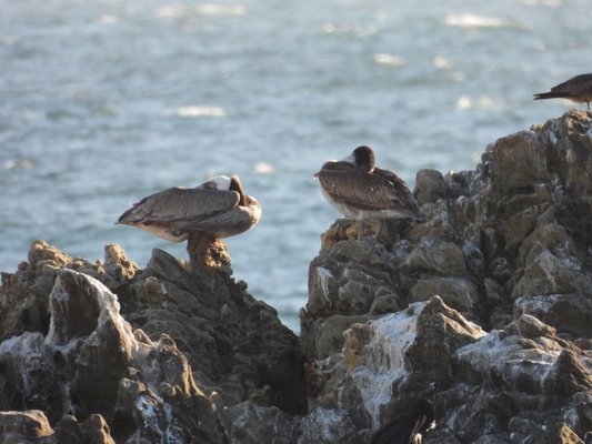 BIRD ROCK - Updated December 2025 - 37 Photos - 361-399 Cliff Dr ...