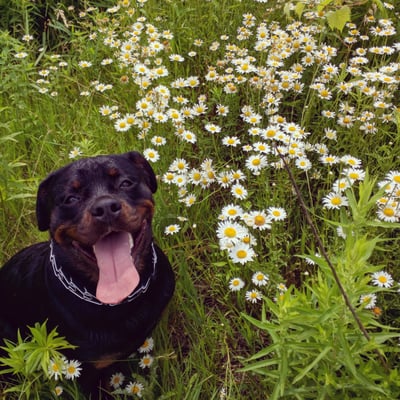 FOX RIVER BLUFF DOG PARK - Updated October 2025 - 31 Photos & 11 ...