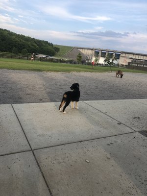 PERCY PRIEST DAM DOG PARK - Updated October 2025 - 3778 Bell Road ...