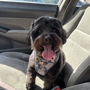 PAWS R US - 43 Photos - 7955 N Cedar Ave, Fresno, California - Pet ...