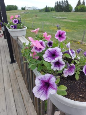 MOO POO COMPOST - Updated November 2025 - 50345 Range Road 233, Leduc ...