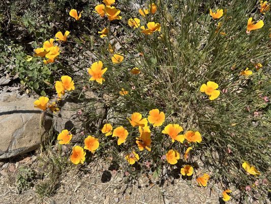 SATWIWA NATIVE AMERICAN INDIAN CULTURE CENTER - Updated January 2026 ...