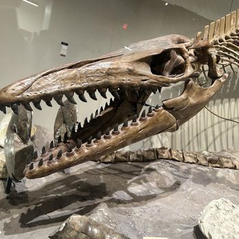 TEXAS SCIENCE & NATURAL HISTORY MUSEUM - Updated November 2024 - 137 ...