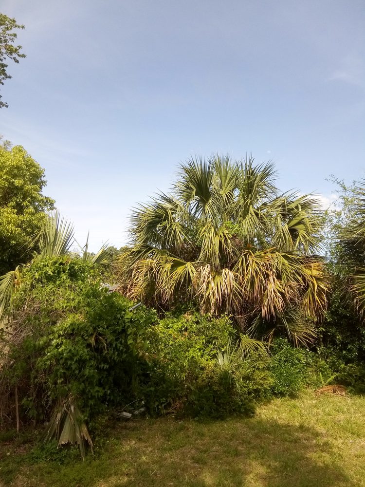 TW TREE SERVICE - Updated June 2025 - Jacksonville, Florida - Tree ...