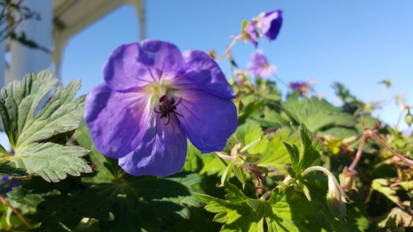 CEDAR VALLEY ARBORETUM & BOTANIC GARDENS - Updated June 2025 - 38 ...