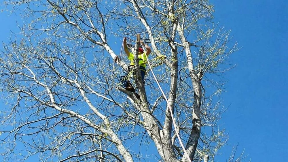 GO 2 GUYS TREE SERVICE - Moore, OK - Yelp