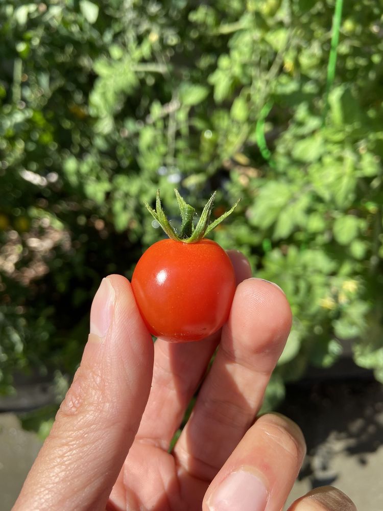 KITAZAWA SEED CO - Updated July 2024 - 10 Photos & 15 Reviews - 201 4th ...