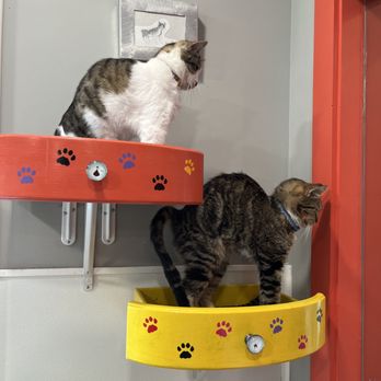 THE CAFFEINATED CAT - Updated September 2025 - 161 Photos & 68 Reviews ...