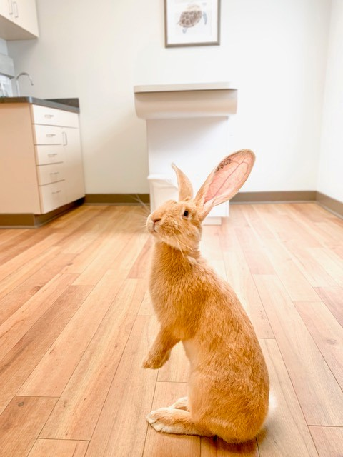 CORNERSTONE ANIMAL HOSPITAL - Updated October 2025 - 17 Photos & 17 ...