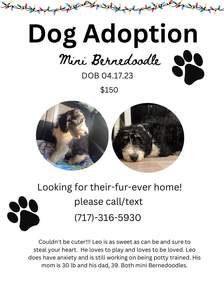 DOG ADOPTION - Updated December 2024 - Reading, Pennsylvania - Pet ...