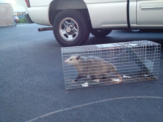 OFFICIAL PEST PREVENTION - Updated April 2025 - 52 Photos & 305 Reviews ...