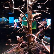 MISSISSIPPI MUSEUM OF NATURAL SCIENCE - 139 Photos & 29 Reviews ...