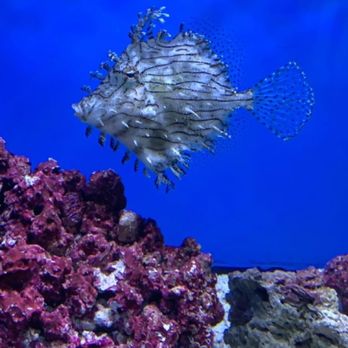 THE HIDDEN REEF - Updated May 2024 - 135 Photos & 68 Reviews - 4501 New ...