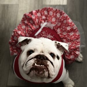 DIRK BUTCHKO PRO VET - Updated November 2025 - 165 Photos & 368 Reviews ...