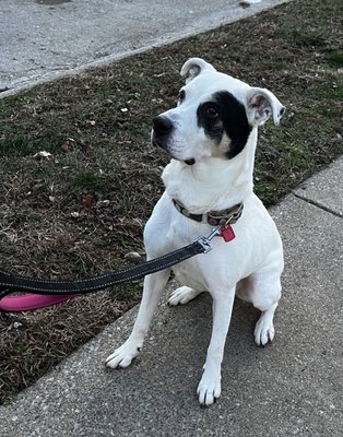 CLEVELAND ANIMAL PROTECTIVE LEAGUE - Updated July 2025 - 79 Photos & 37 ...