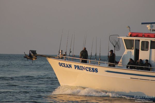 OCEAN PRINCESS - Updated October 2024 - 16 Photos & 13 Reviews - 307 ...