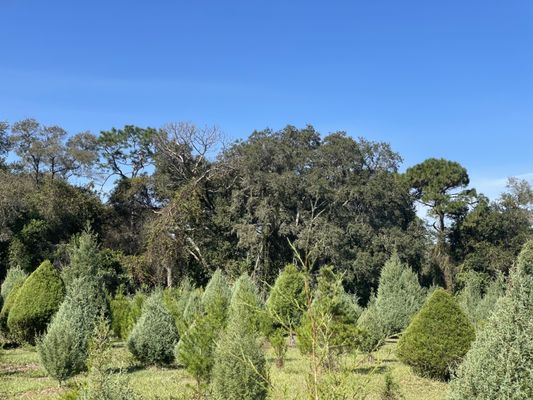 BLUE ACRES FARM - Updated January 2025 - 20638 Moreland Dr, Spring Hill ...