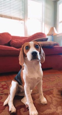 QUEENS RIVER BEAGLES - Updated August 2025 - Exeter, Rhode Island - Pet ...