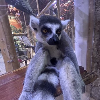 HOUSTON INTERACTIVE AQUARIUM AND ANIMAL ADVENTURE - 187 Photos & 111 ...