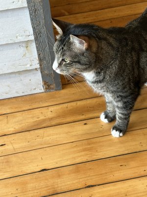 THE TIPSY TABBY - Updated December 2025 - 22 Photos & 19 Reviews - 90 ...