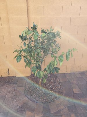 MOON VALLEY NURSERIES TREE SERVICE - Updated December 2024 - 46 Photos ...