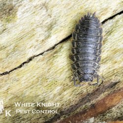 WHITE KNIGHT PEST CONTROL - 28 Photos & 215 Reviews - Pest Control ...