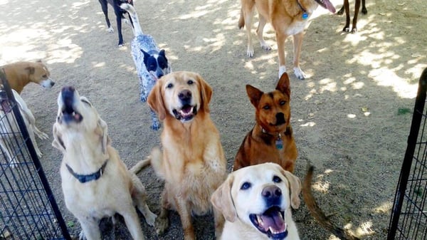 HAPPY TAILS DOG RANCH - Updated October 2025 - 111 Photos & 41 Reviews ...