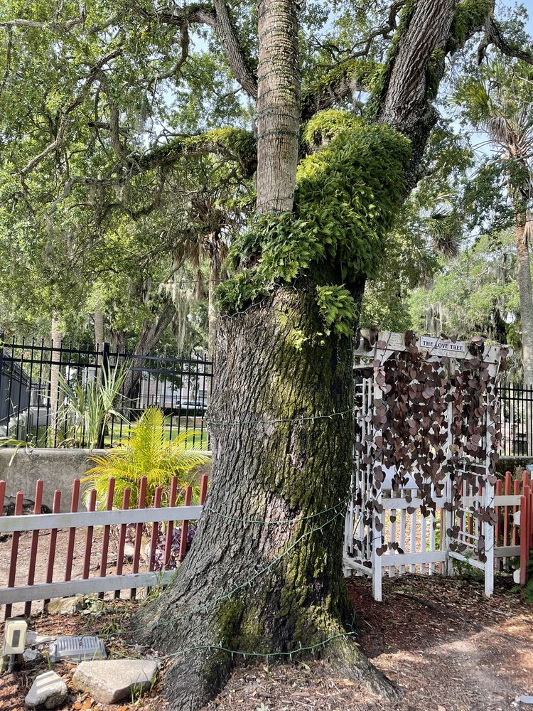 THE LOVE TREE - Updated January 2025 - 17 Photos - 6 Cordova St, St ...