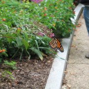 THE SMITHSONIAN BUTTERFLY HABITAT GARDEN - 53 Photos & 13 Reviews ...