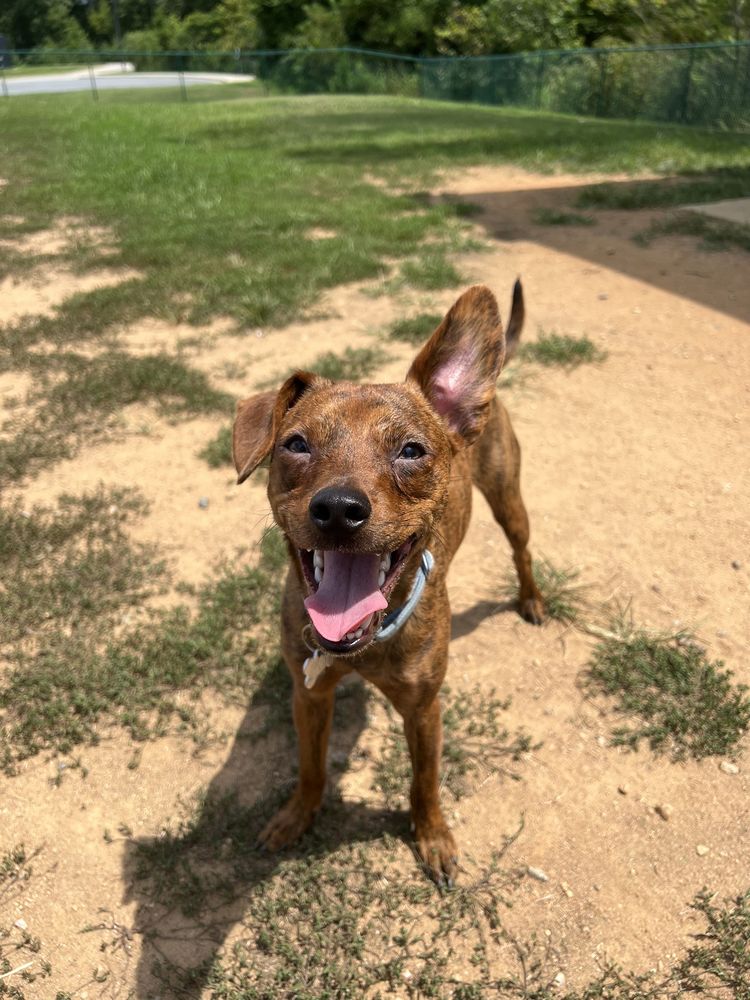 WEDDINGTON ROAD DOG PARK - Updated January 2025 - 16 Photos & 14 ...