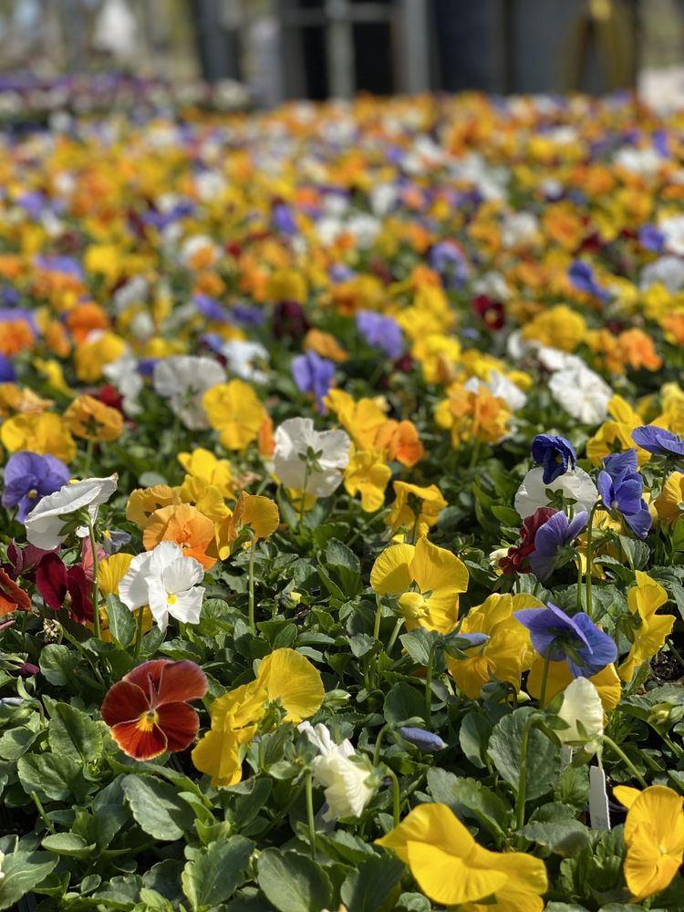 THE FLOWER RANCH - Updated December 2025 - 37 Photos & 32 Reviews - 901 ...