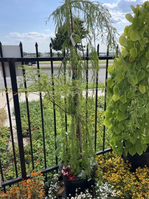 RUIBAL’S PLANTS OF TEXAS - Updated April 2026 - 19 Photos & 19 Reviews ...