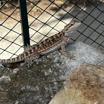 REPTILE PETS DIRECT - Updated December 2025 - 22 Photos & 48 Reviews ...
